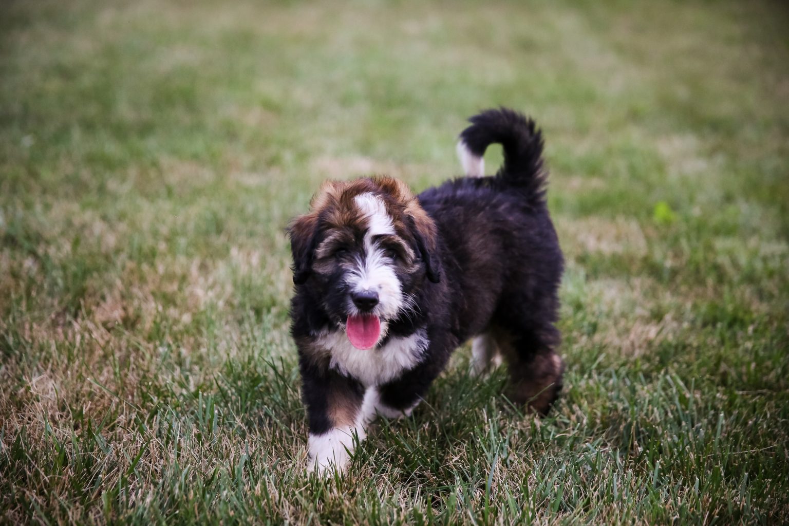 Rex (Male Available July 8th) - Meadow View Puppies