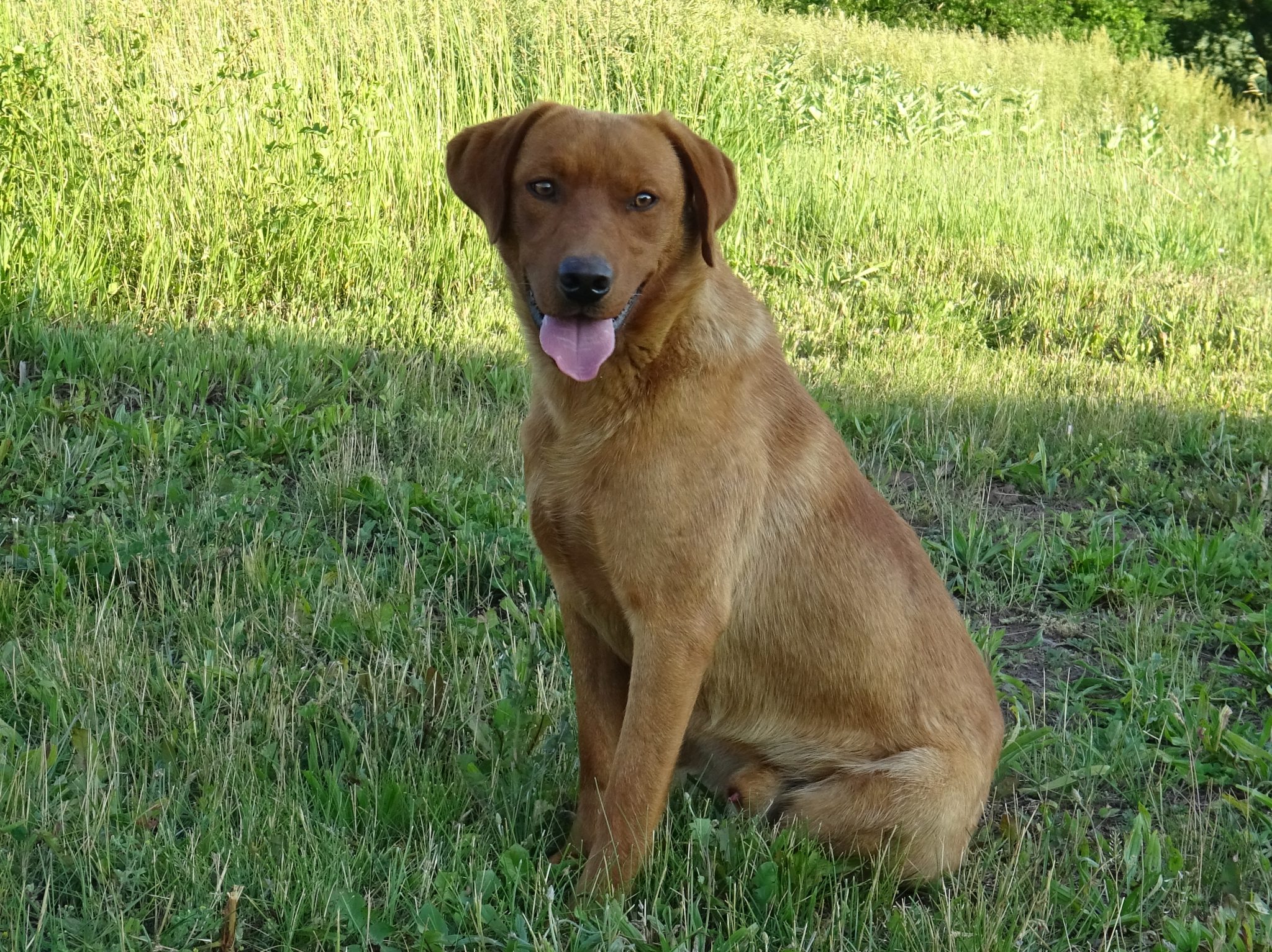 Daisy (4 mo. Female British Lab) - Meadow View Puppies