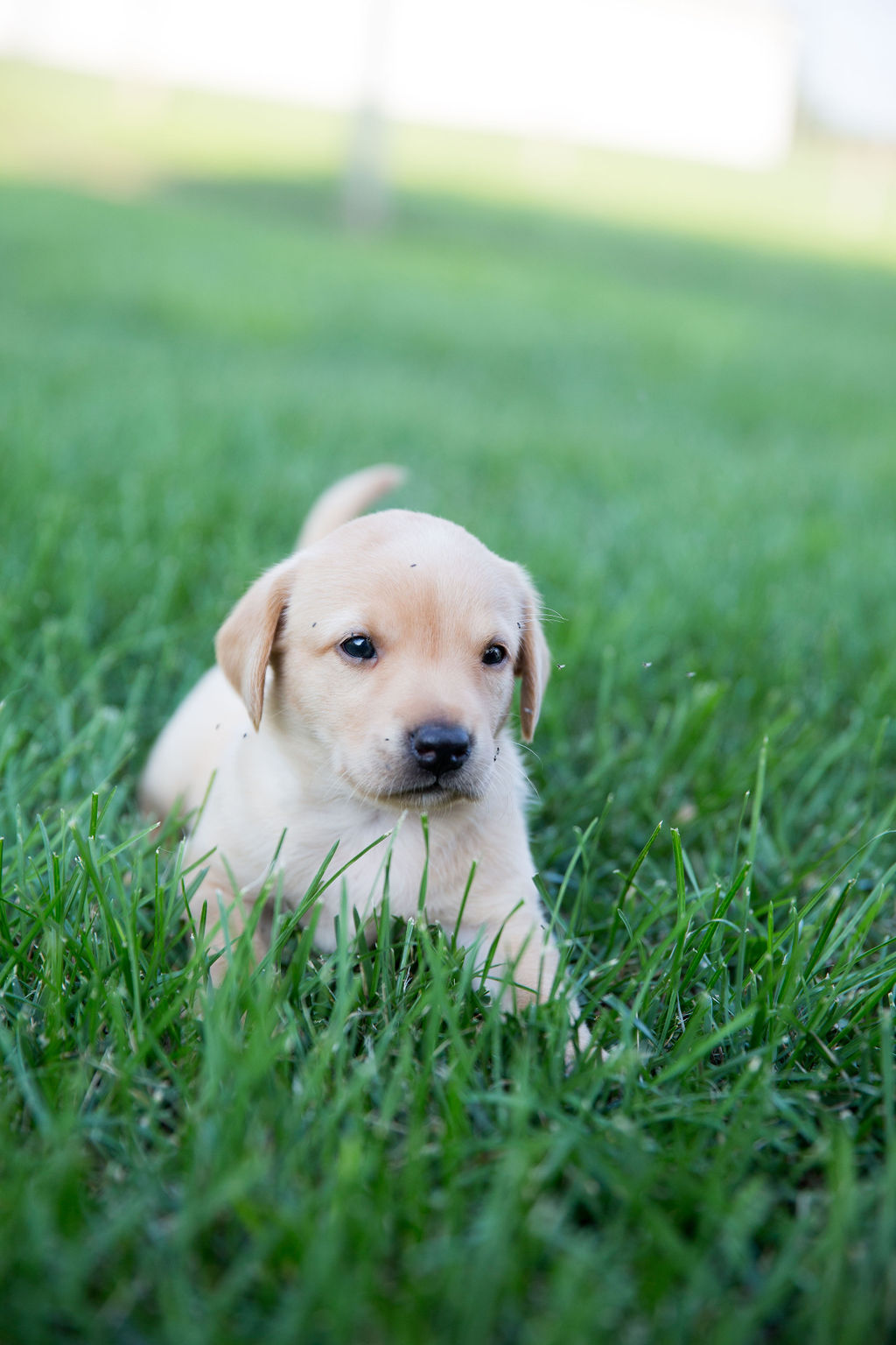 Bella (Female British Lab) - Meadow View Puppies