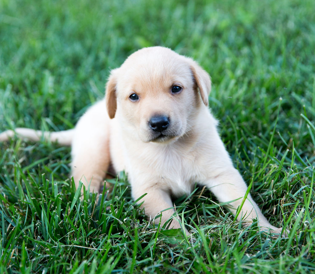 Max (Male British Lab) - Meadow View Puppies